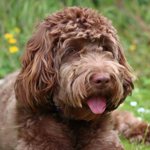 Spoodle (Cockapoo) Breed Guide | Australia’s #1 Pet Store | Pet Circle