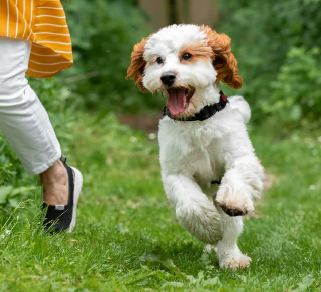 Cavoodle Breed Guide | Behaviour & Nutrition | Australia’s #1 Pet Store ...