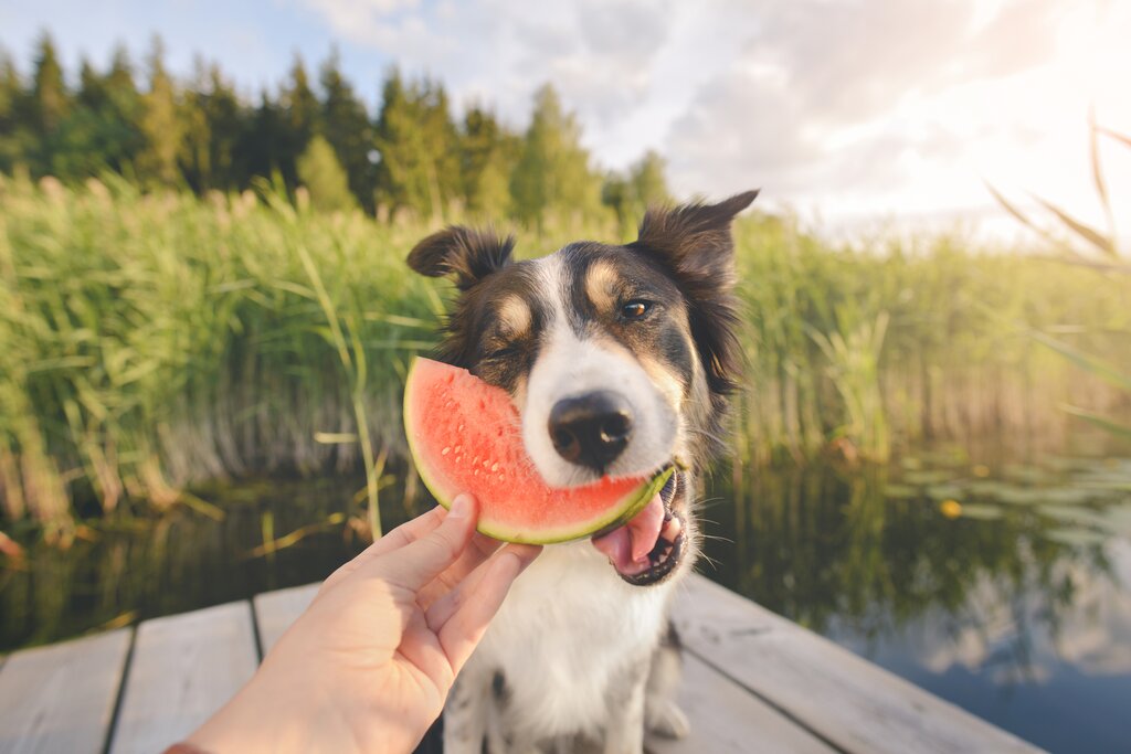 Can Dogs Eat Watermelon? | Australia’s #1 Pet Store | Pet Circle