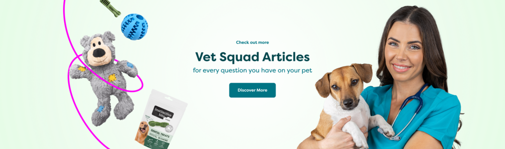 Carpet and Diamond Python Care Guide | Australia’s #1 Pet Store | Pet ...