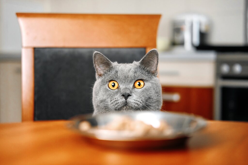Fussy Cat Feeding Tips | Australia’s #1 Pet Store | Pet Circle