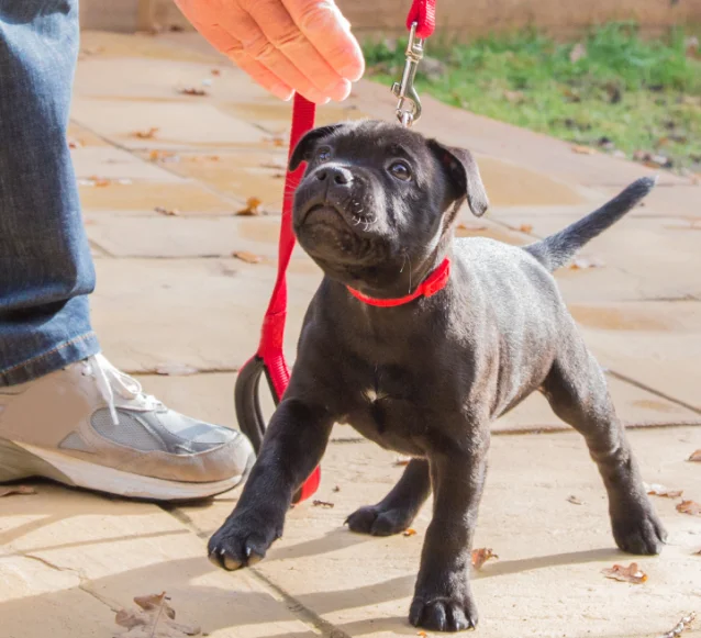 Staffy Breed Guide | Australia’s #1 Pet Store | Pet Circle