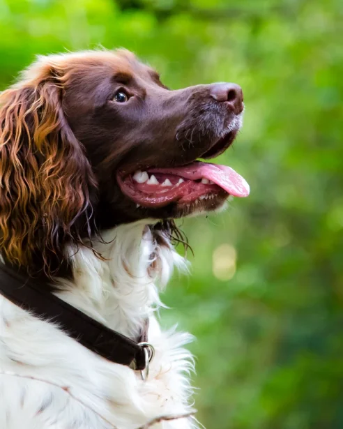 Springer Spaniel Breed Guide: Facts, Health & Care | Australia’s #1 Pet ...