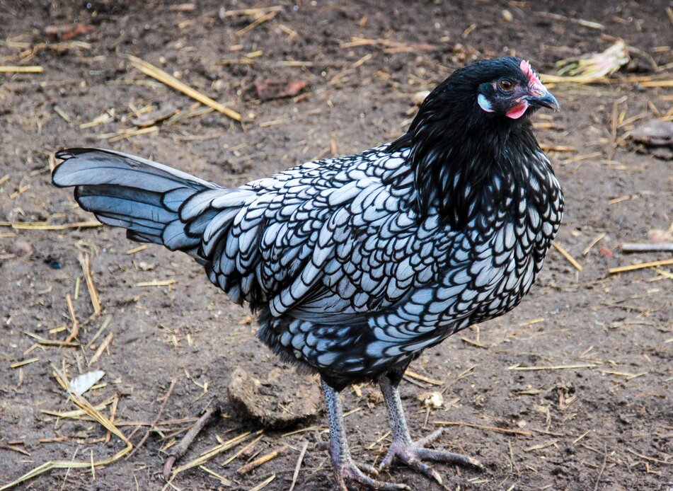 The Best Chicken Breeds: A Vet's Guide for Your Backyard | Australia’s ...