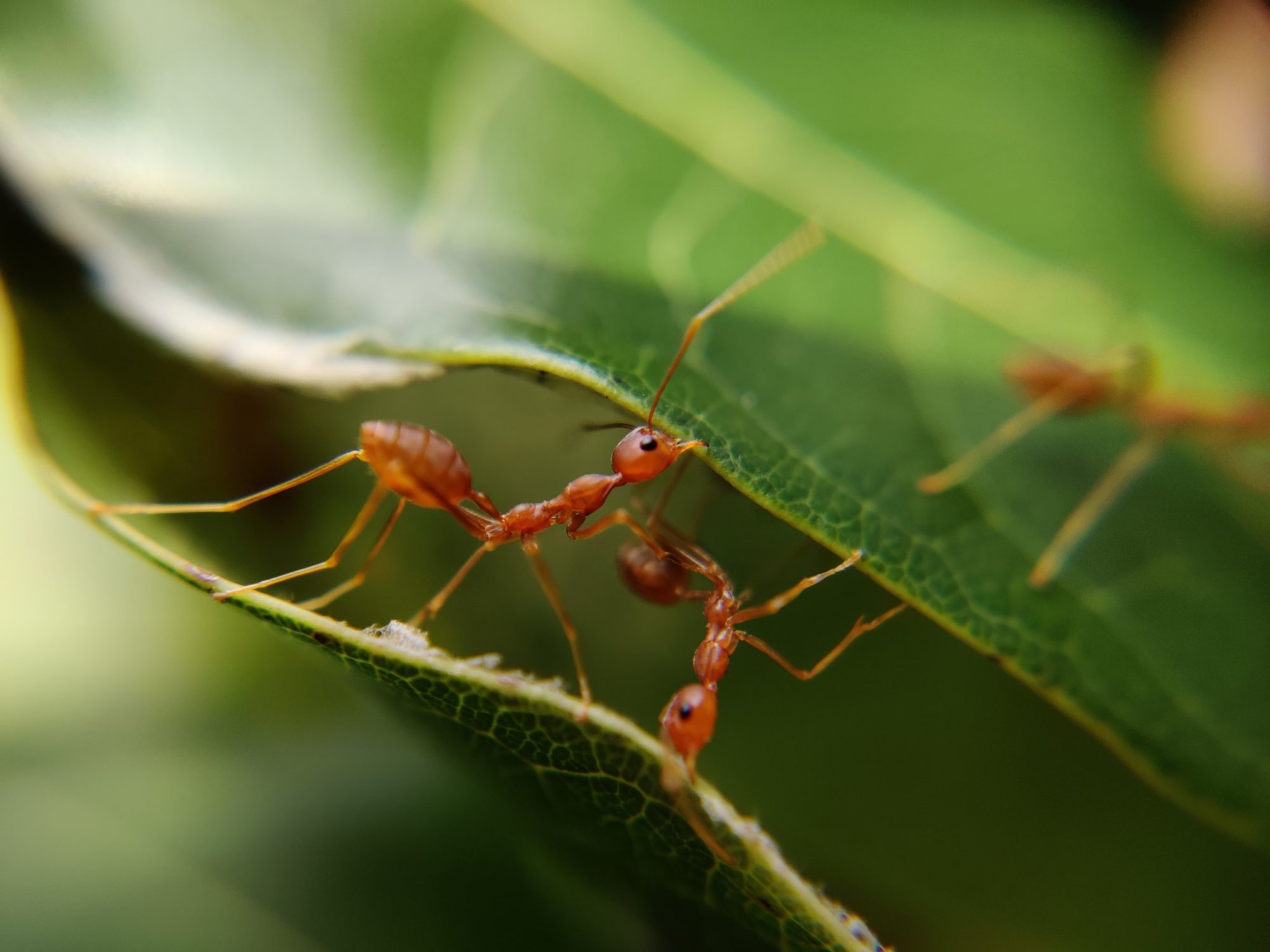 How Ants Are Harvesting Coffee Beans in Brazil | Coffee or Die