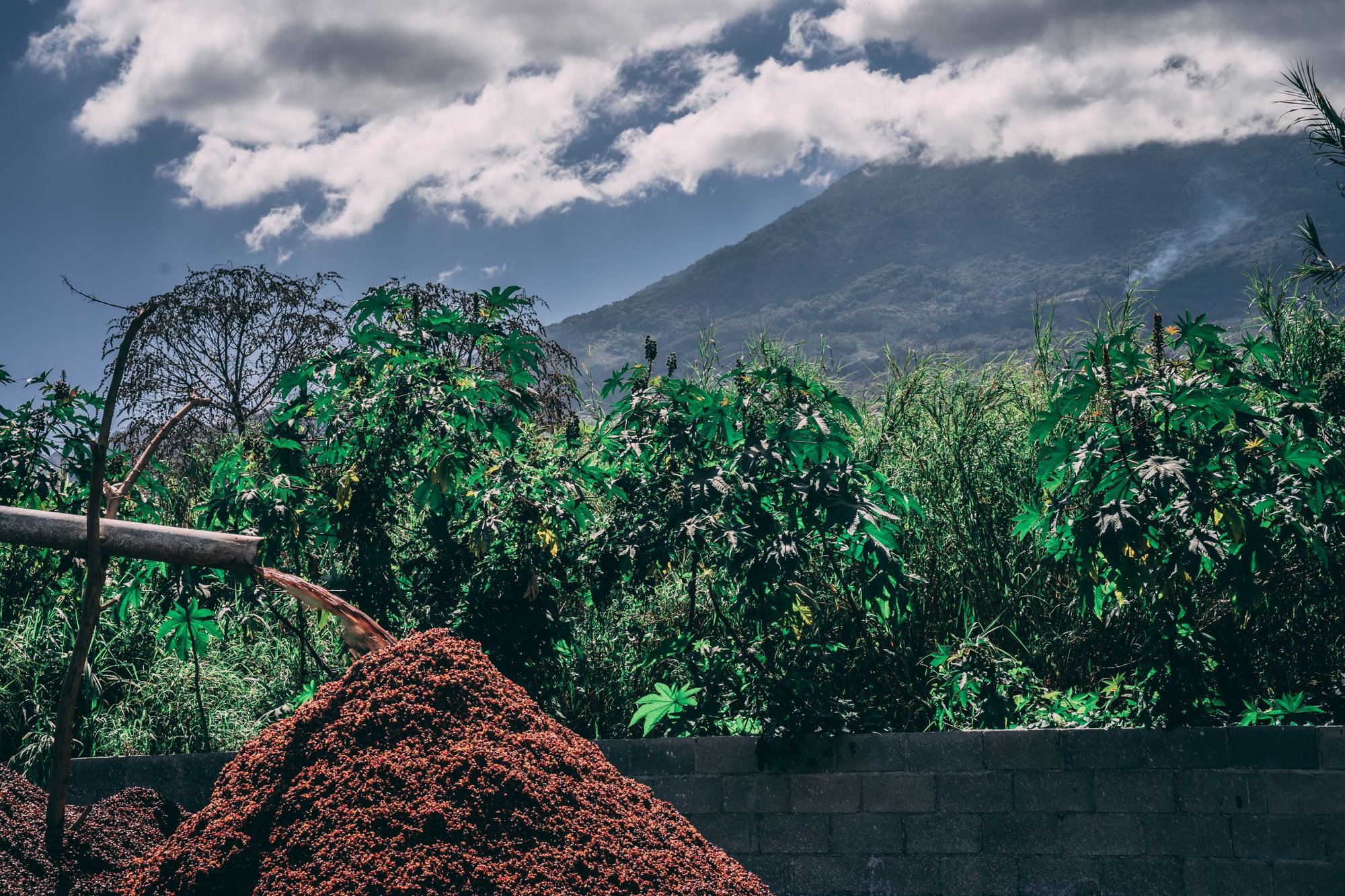 Can Recycled Coffee Pulp Help Save Rainforests? | Coffee or Die