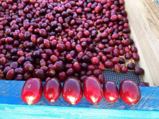 Coffee in El Salvador and the Innovation of the Pacamara Bean | Coffee ...