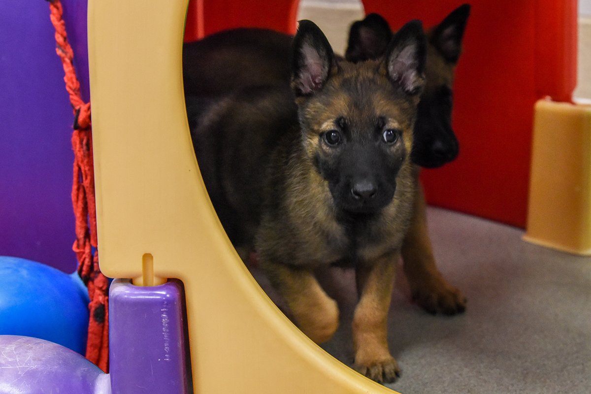 11 Steps To Turn a Puppy Into a Badass Military Working Dog | Coffee or Die