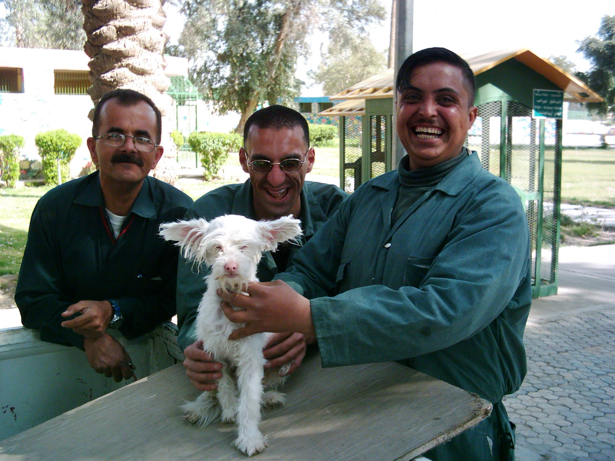 Don’t Feed the Lions: The Unbelievable Rescue at the Baghdad Zoo ...