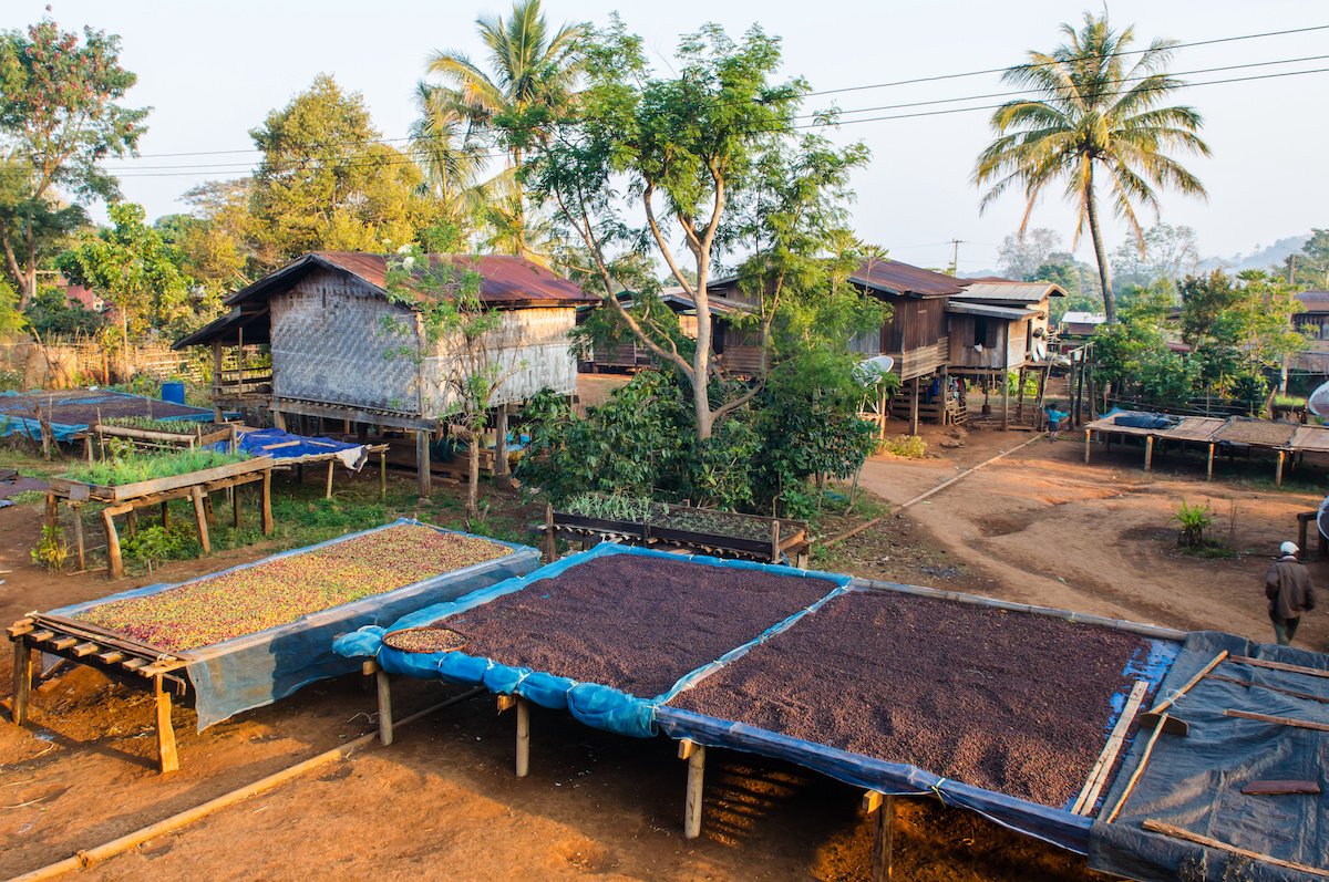 Wush Wush: The Ethiopian Coffee Breaking Rules and Turning Heads ...