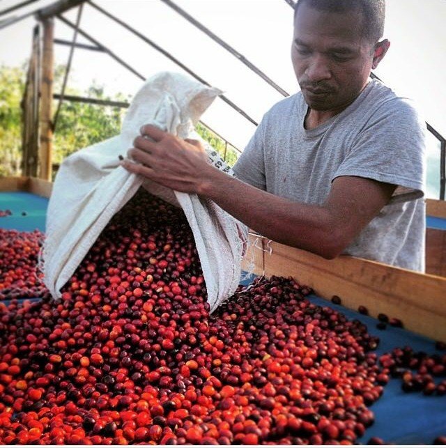 The Small But Mighty Indonesian Arabica Coffee Crop | Coffee or Die