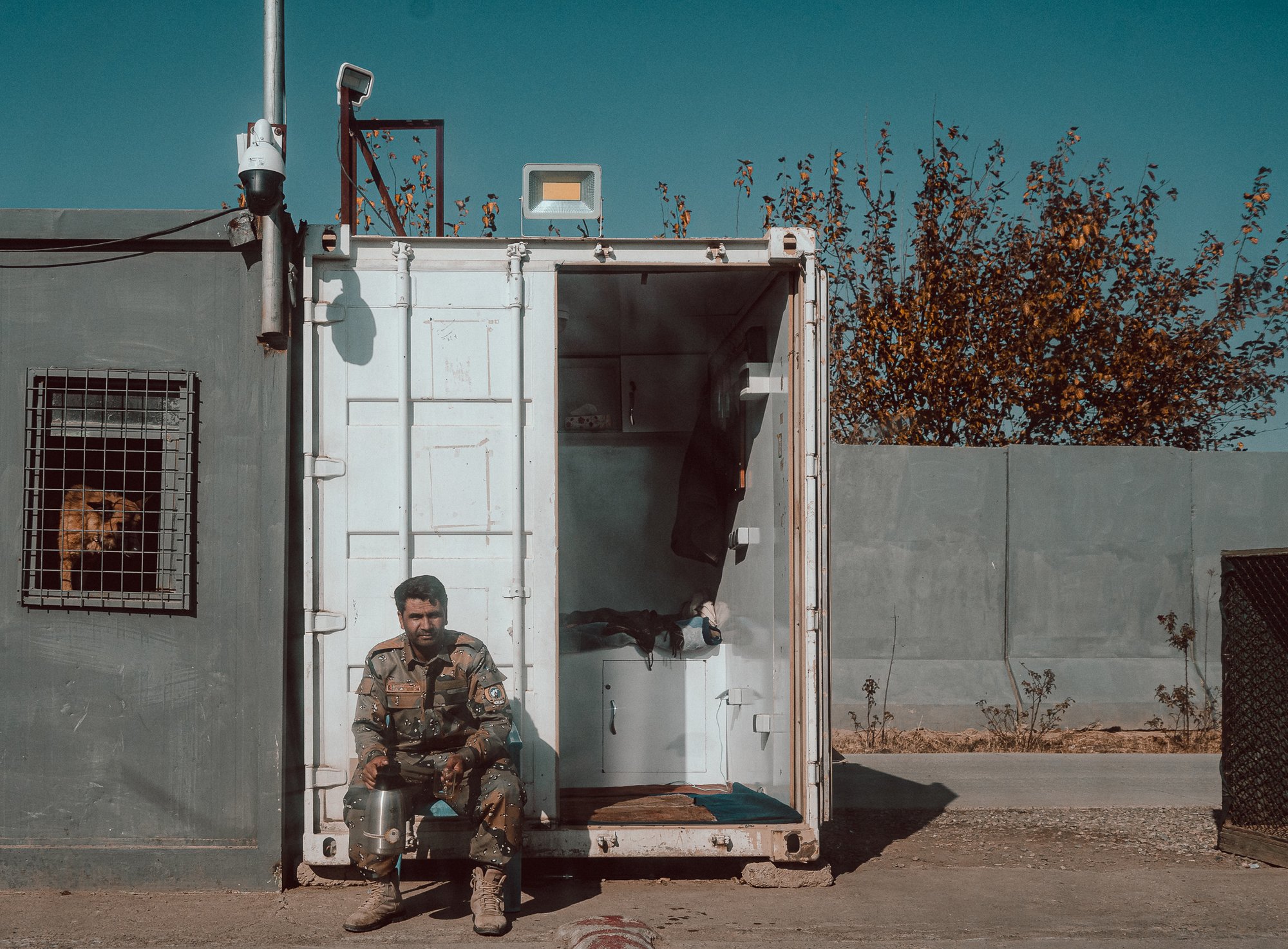 The US Left More Than 100 Dogs in Kabul — And Some Are Now in Taliban ...