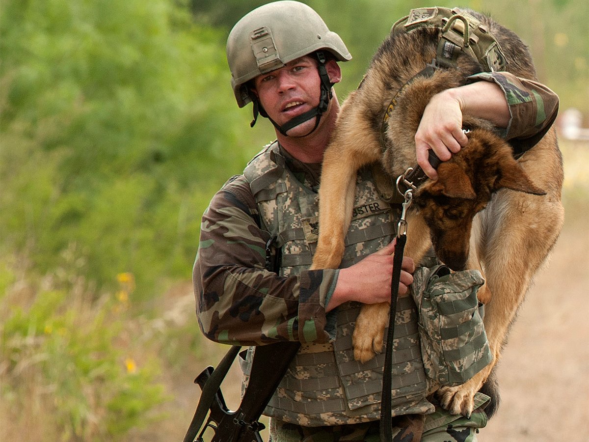 11 Steps To Turn a Puppy Into a Badass Military Working Dog | Coffee or Die