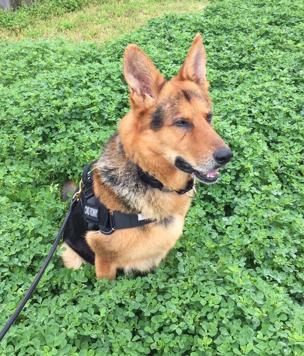 Mission K9 Rescue is Finding Homes for Heroic Dogs | Coffee or Die