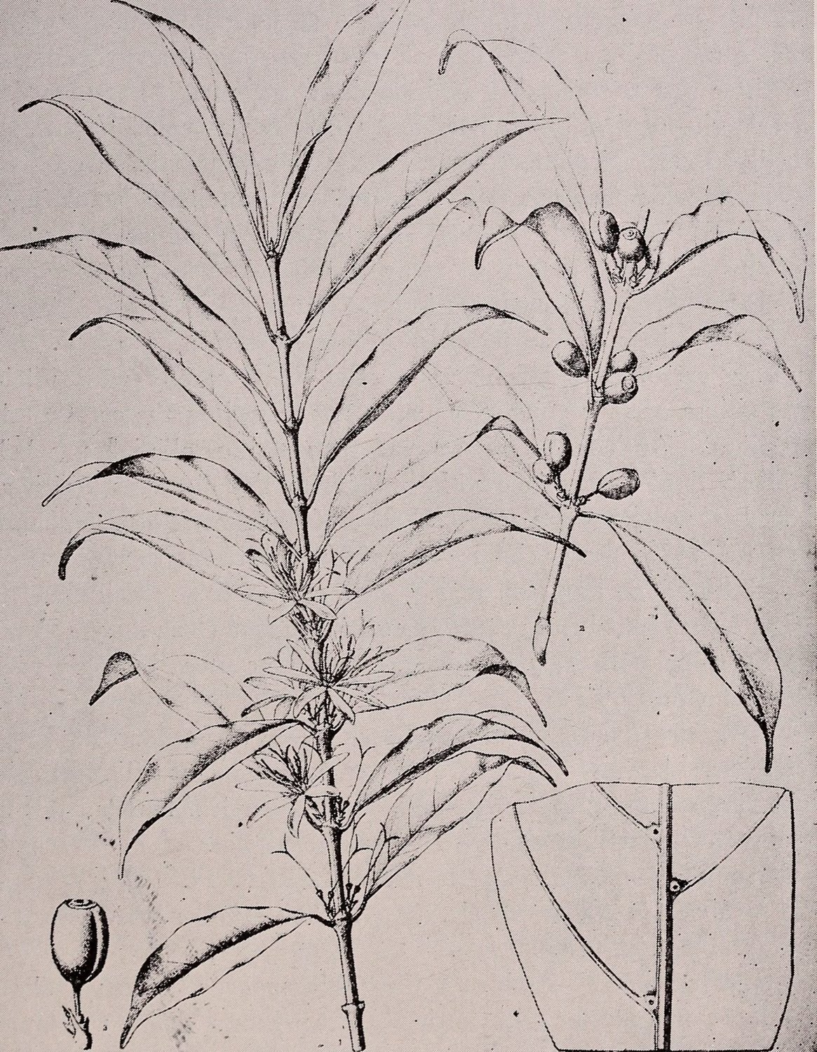 Future-Proofing Coffee With the Long-Lost ‘Coffea Stenophylla’ | Coffee ...