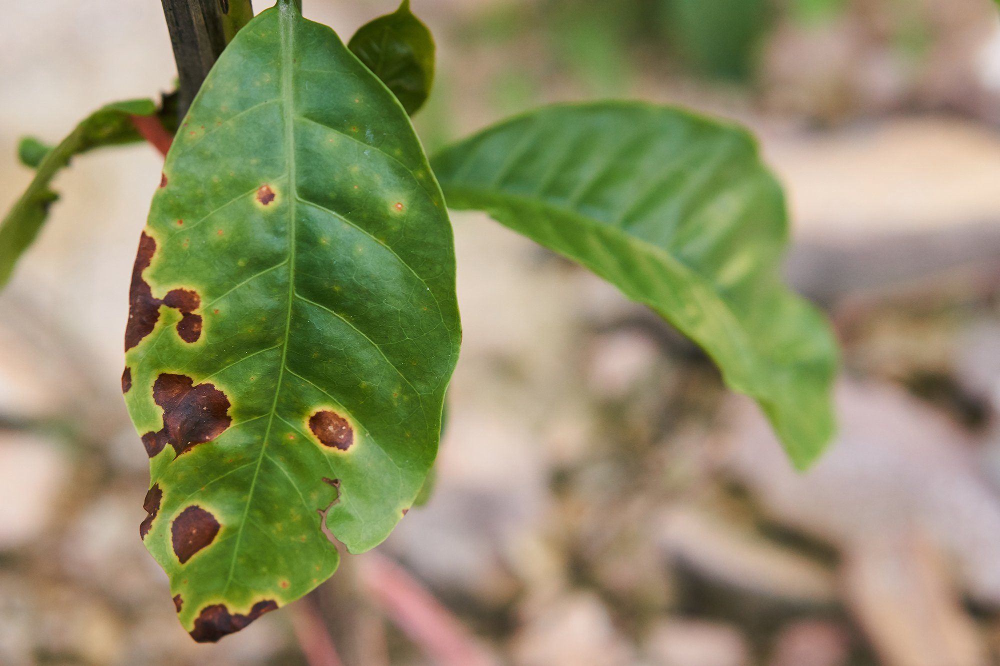 The Pandemic May Still Be Affecting Your Next Cup of Coffee | Coffee or Die