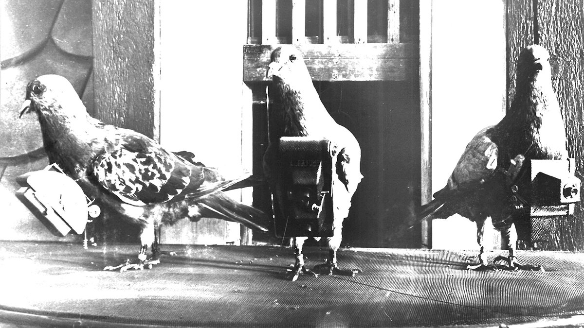 3 Times the CIA Used Animals for Spy Missions | Coffee or Die
