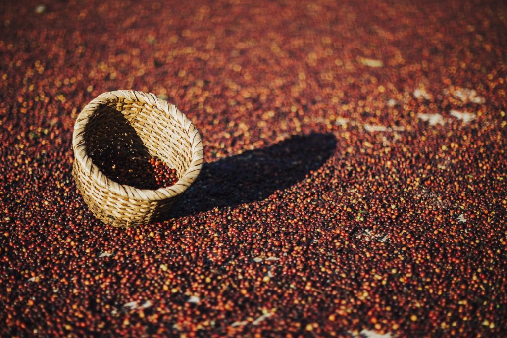 Can Recycled Coffee Pulp Help Save Rainforests? | Coffee or Die