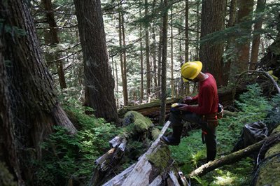 Logging in Alaska: The Complex Battle Waged Over Tongass National ...