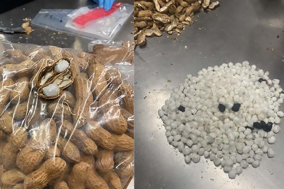 A Package Deal: Meth Peanuts, Box Turtles, Parasitic Wasps, and King ...