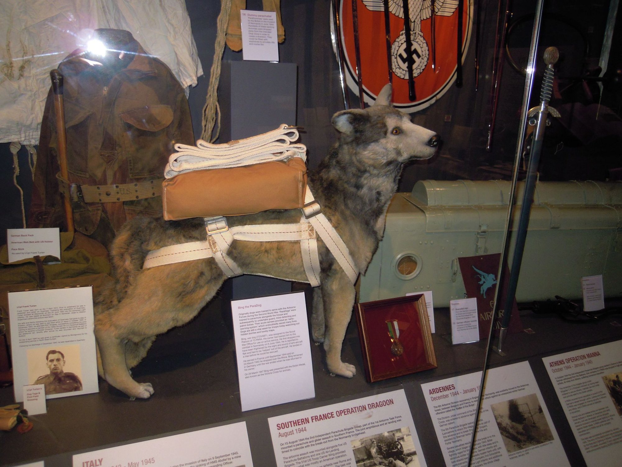World War II Paradogs: The Dogs Who Jumped on D-Day | Coffee or Die