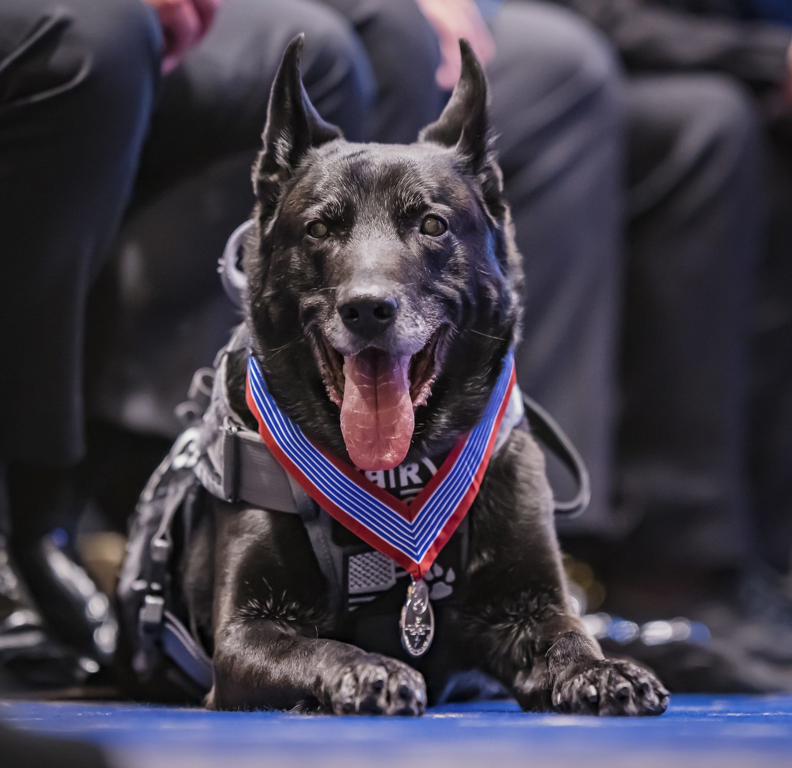 Dog That Stopped White House Intruder, SEAL Team 6 K9 Among Service ...