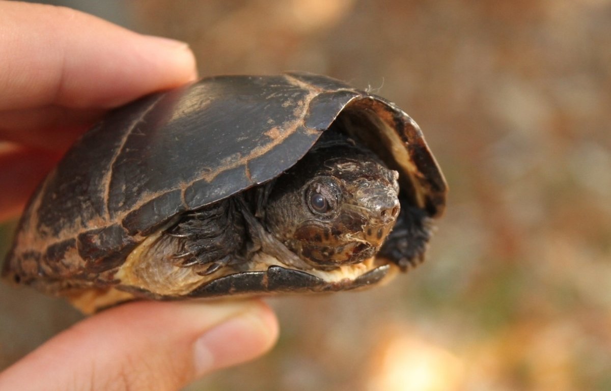 Prison for Man Who Illegally Trapped Thousands of Turtles for Chinese ...