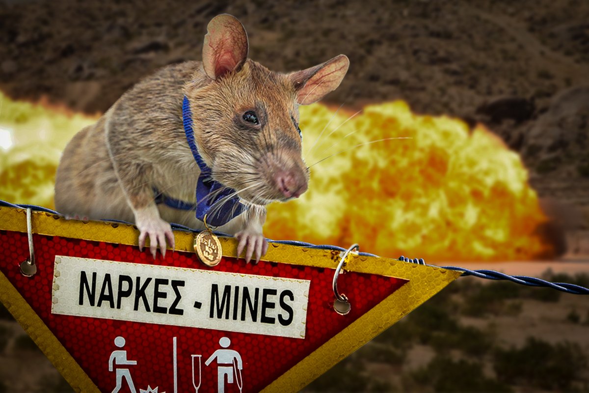 Land Mine Detection Rat Receives the Animal Equivalent to the ...
