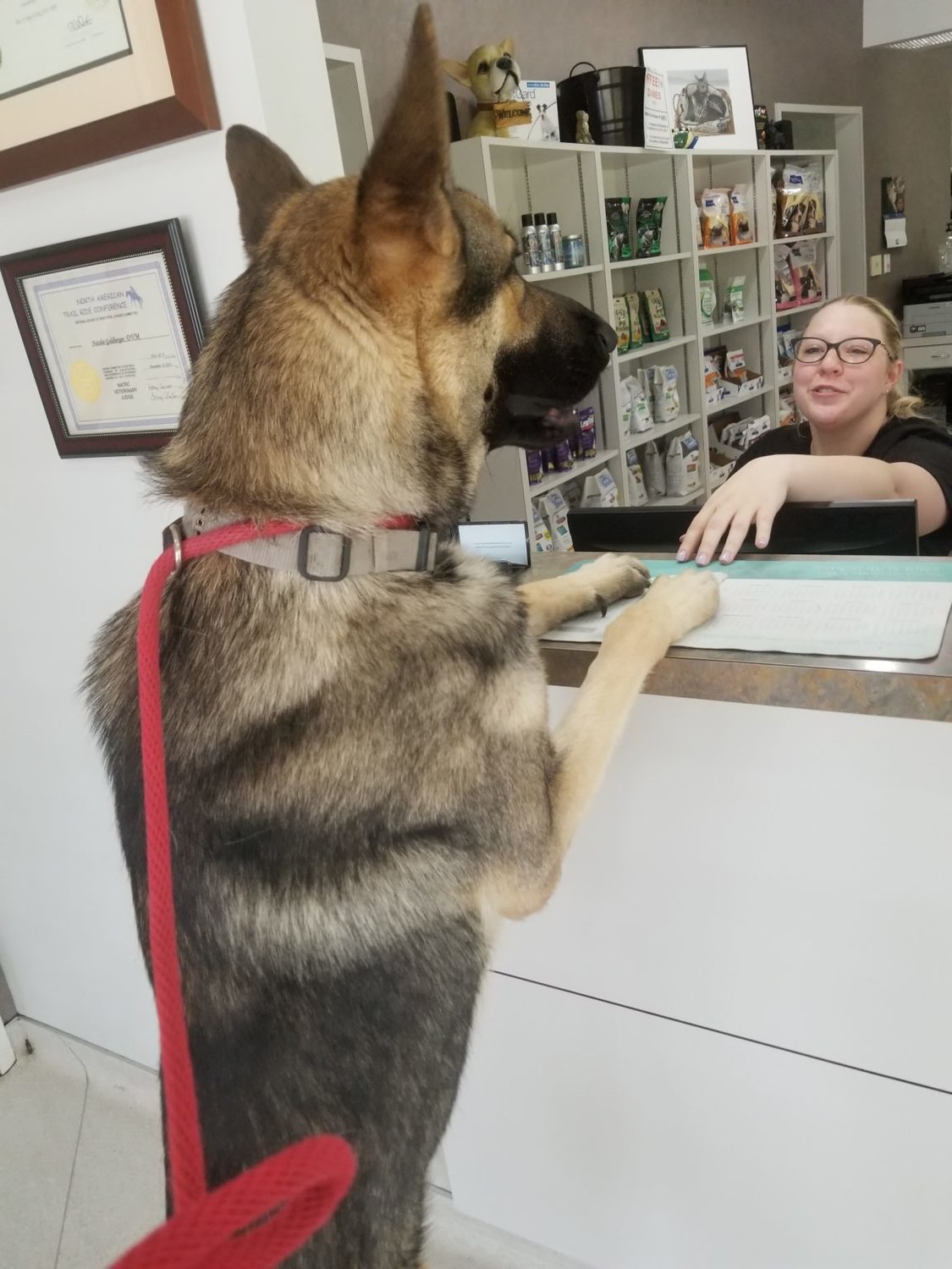 Mission K9 Rescue is Finding Homes for Heroic Dogs | Coffee or Die