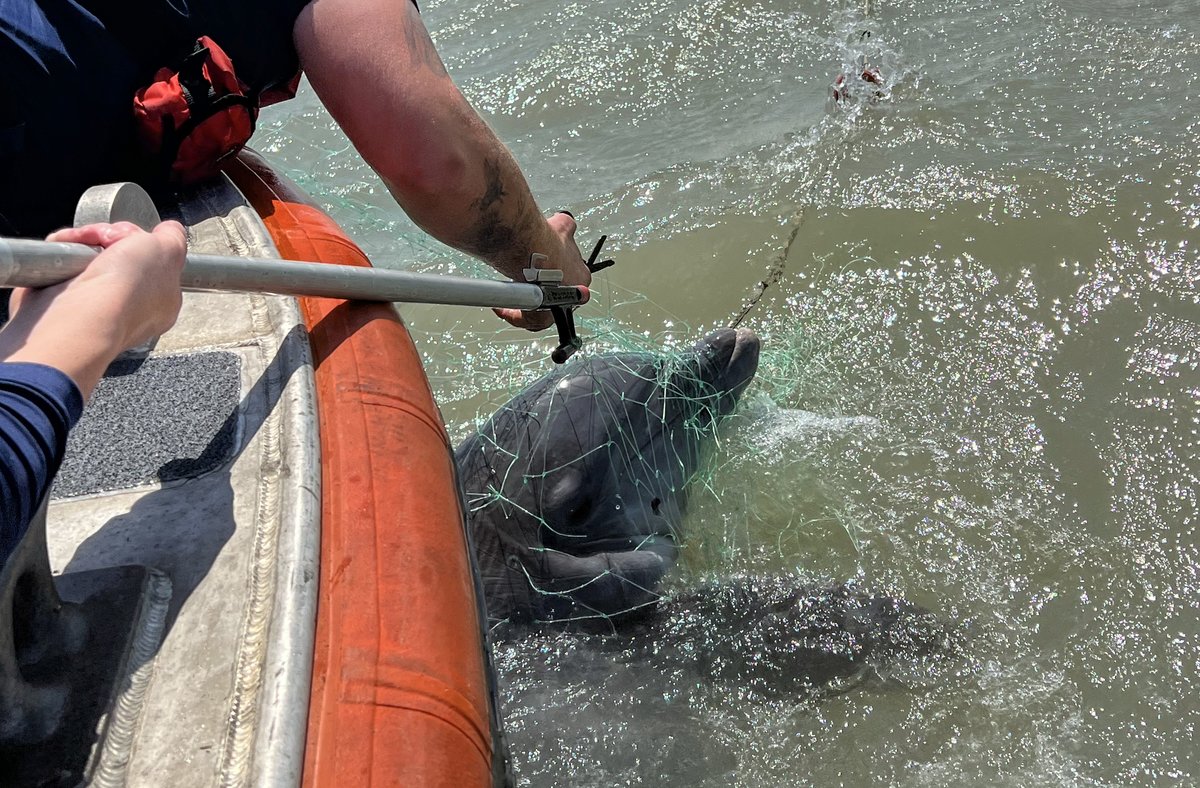 The Coast Guard Race To Rescue Dolphin Trapped in Illegal Fishing Net ...