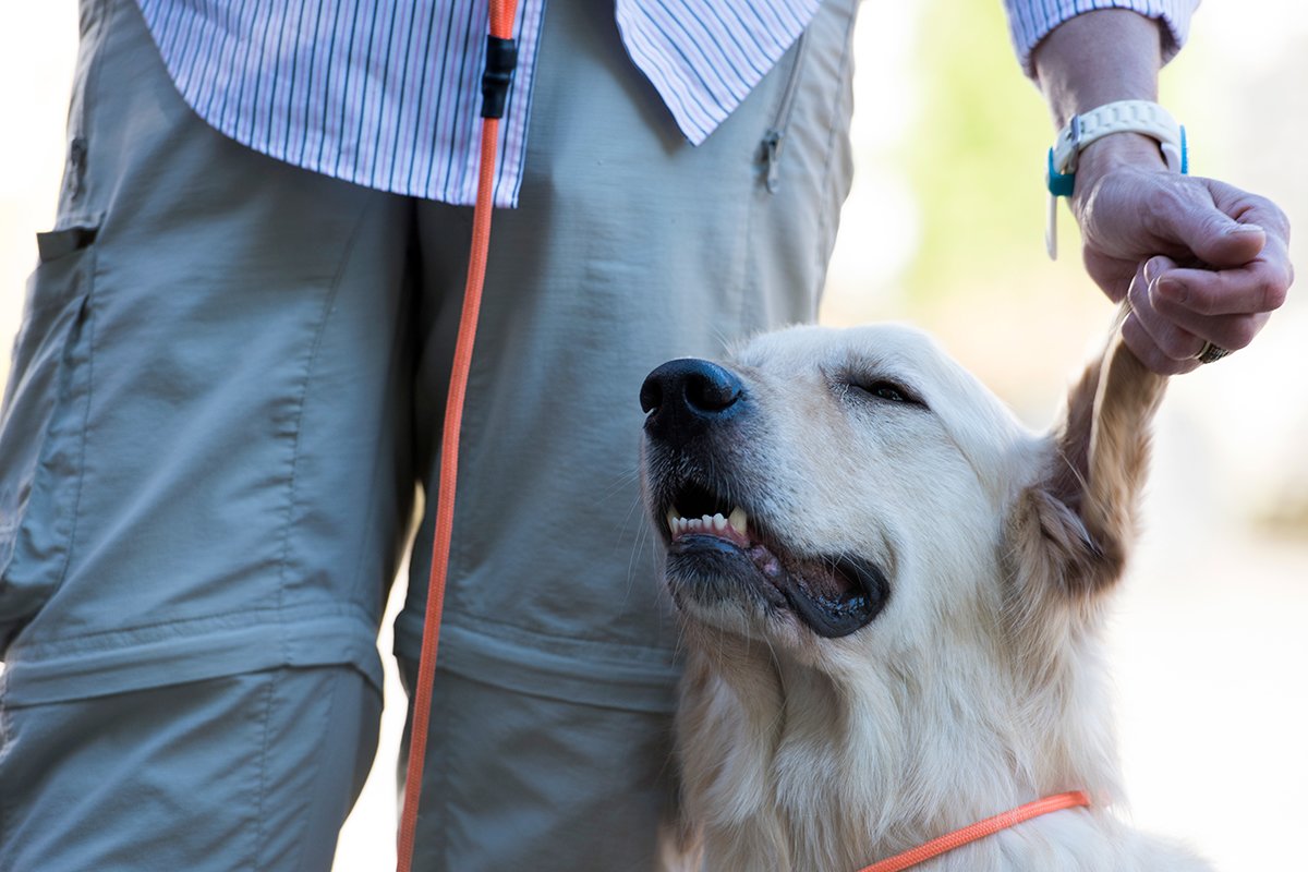 These 5 VA Facilities Will Start Service Dog Programs for Veterans With ...