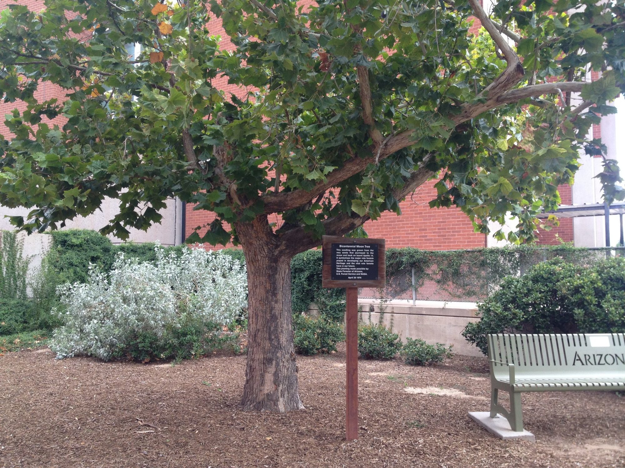 How a Smokejumper Turned Astronaut Brought ‘Moon Trees’ Back to Earth ...