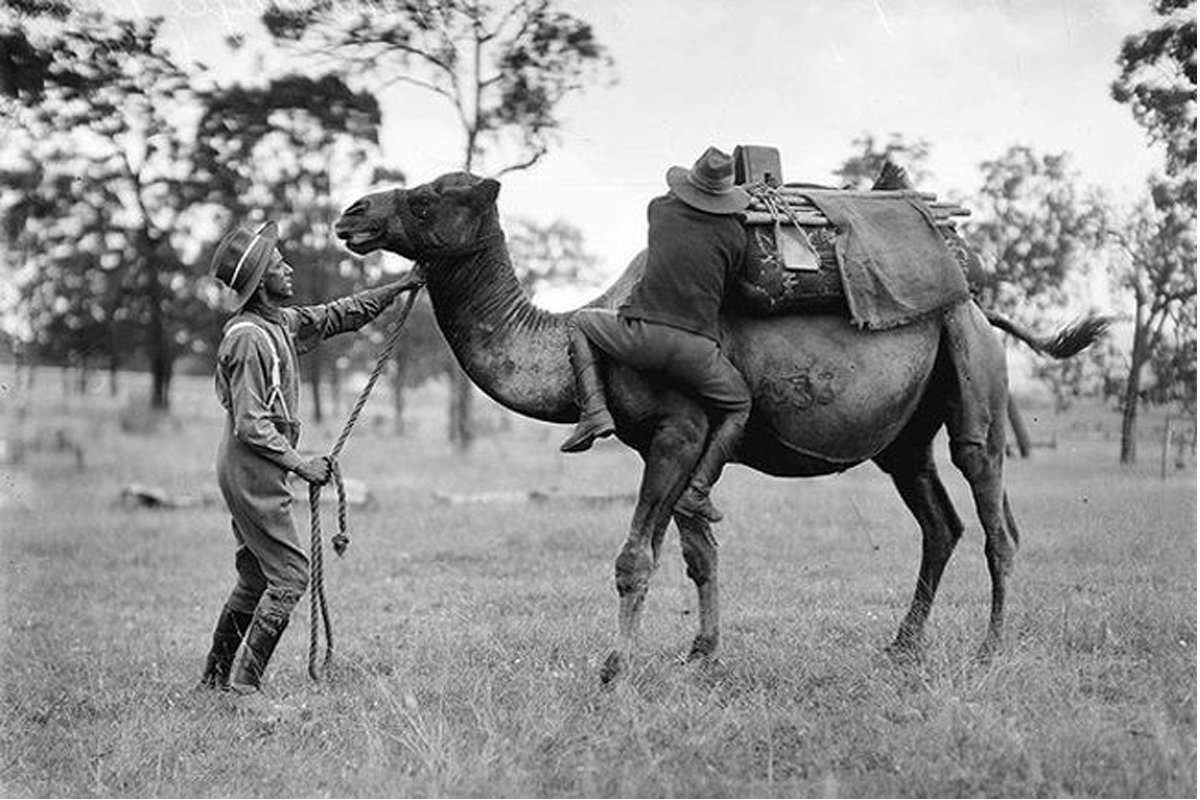 The Great Camel Experiment: Inside the U.S. Camel Corps | Coffee or Die