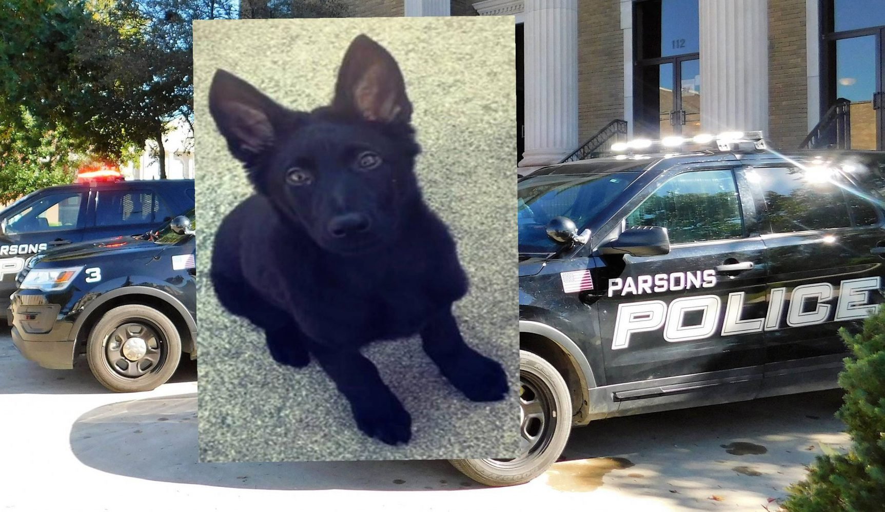 $30K Bounty on Killer Who Dognapped and Decapitated Cop’s Puppy ...