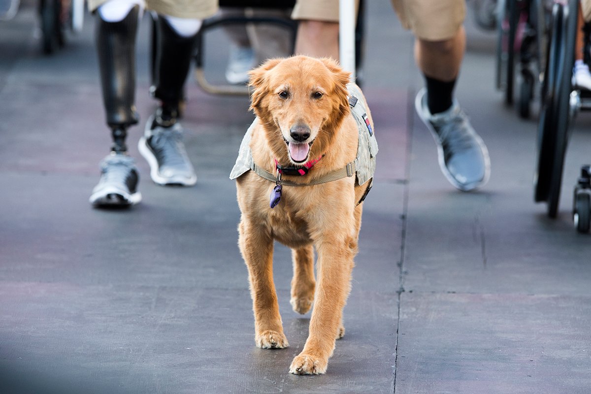 These 5 VA Facilities Will Start Service Dog Programs for Veterans With ...