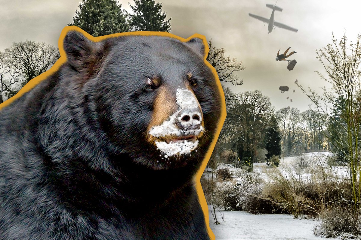 ‘Cocaine Bear’ Movie To Highlight Legend of Corrupt Cop, Bear Who Ate ...