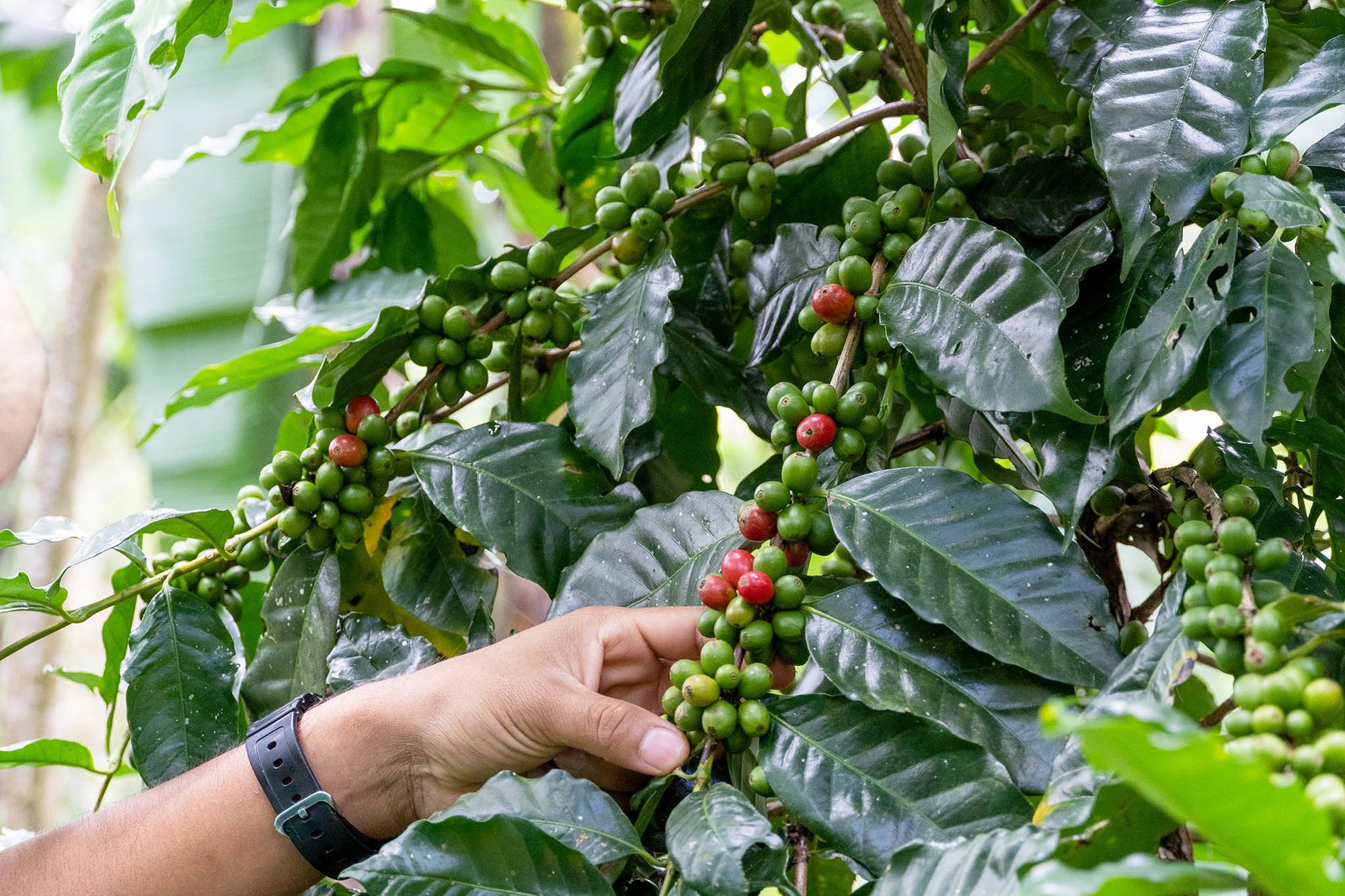 Costa Rican Coffee-Farm Tourism in a Post-Pandemic World | Coffee or Die