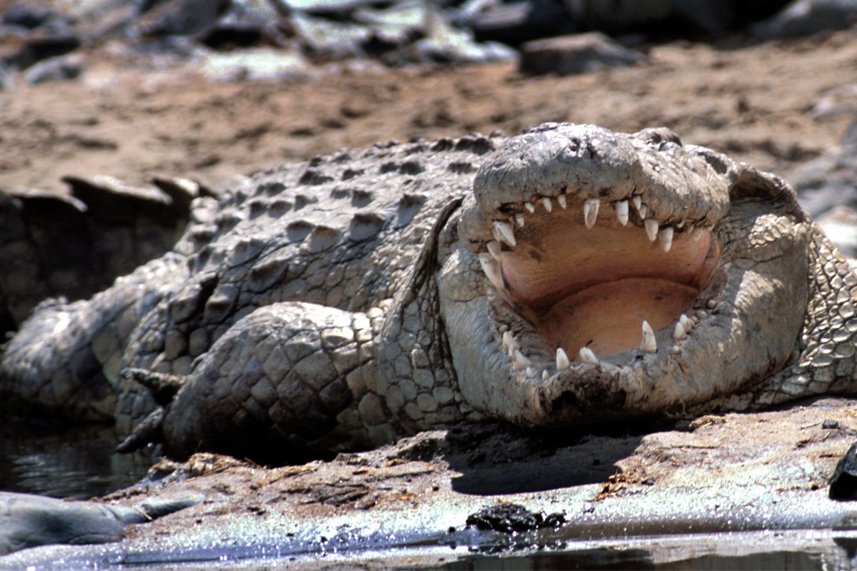 Did Crocodiles Really Eat Hundreds of Japanese Soldiers in World War II ...