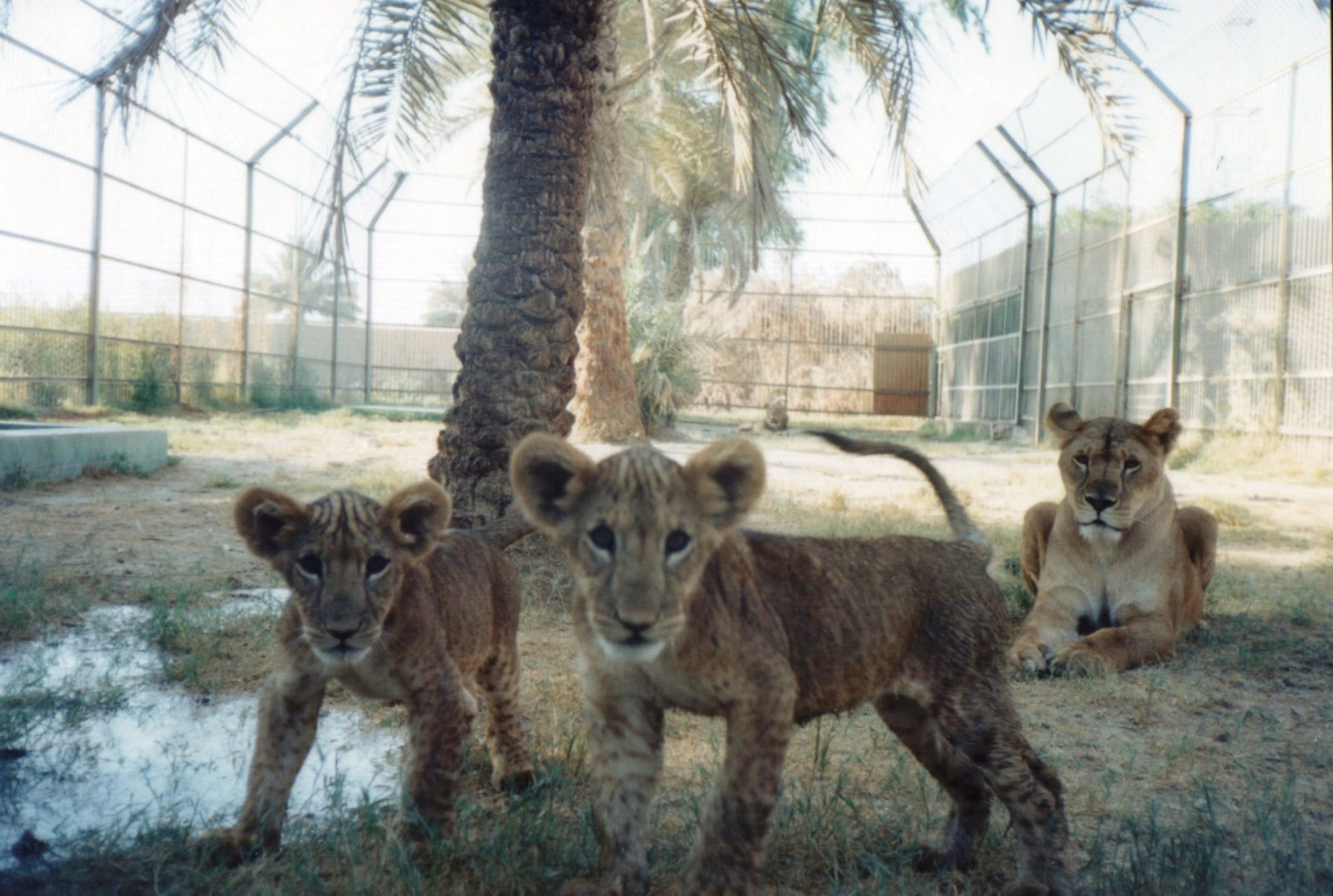Don’t Feed the Lions: The Unbelievable Rescue at the Baghdad Zoo ...