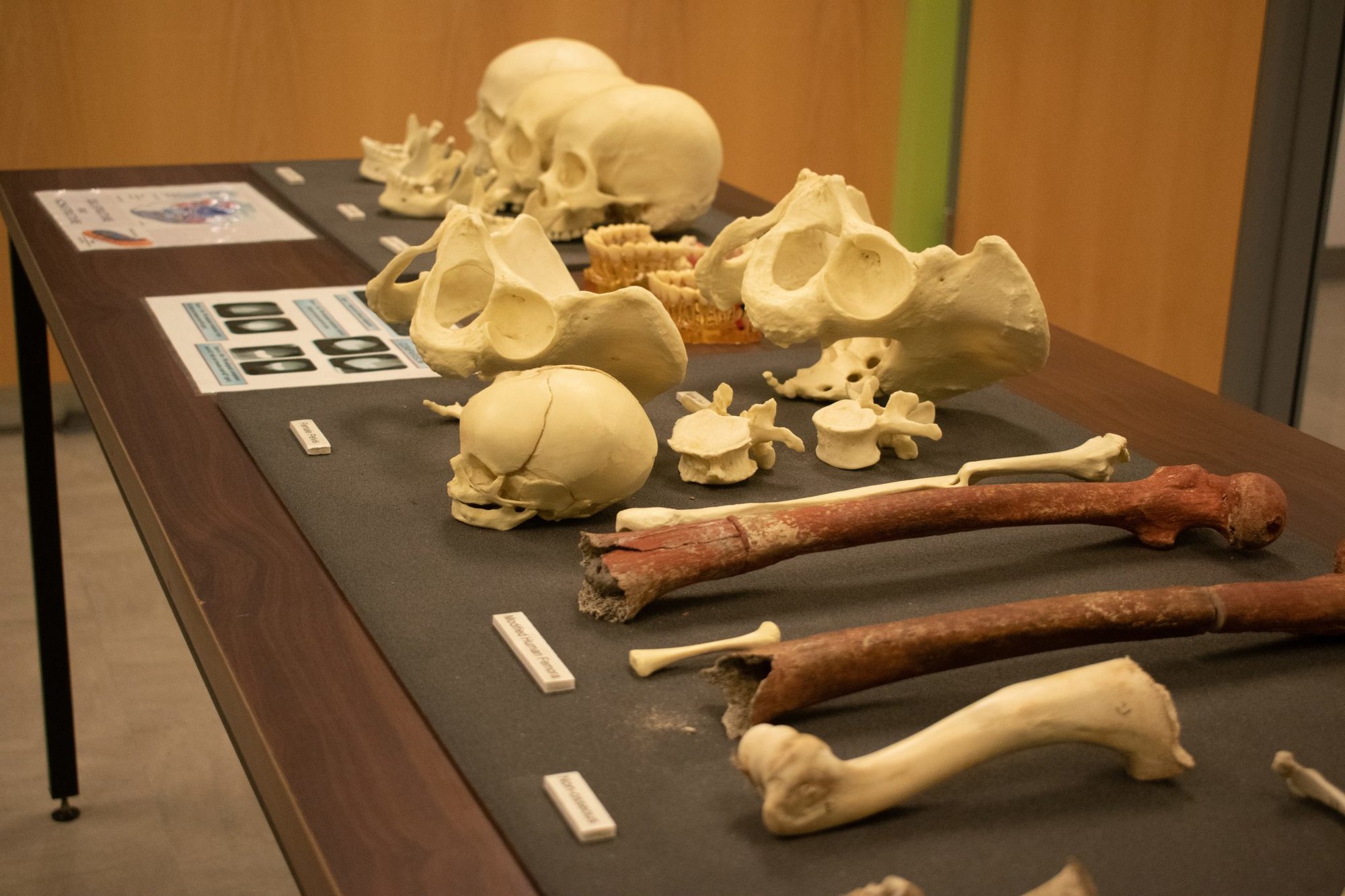 Combat Anthropology: How the DPAA Gives Names Back to the Dead | Coffee ...