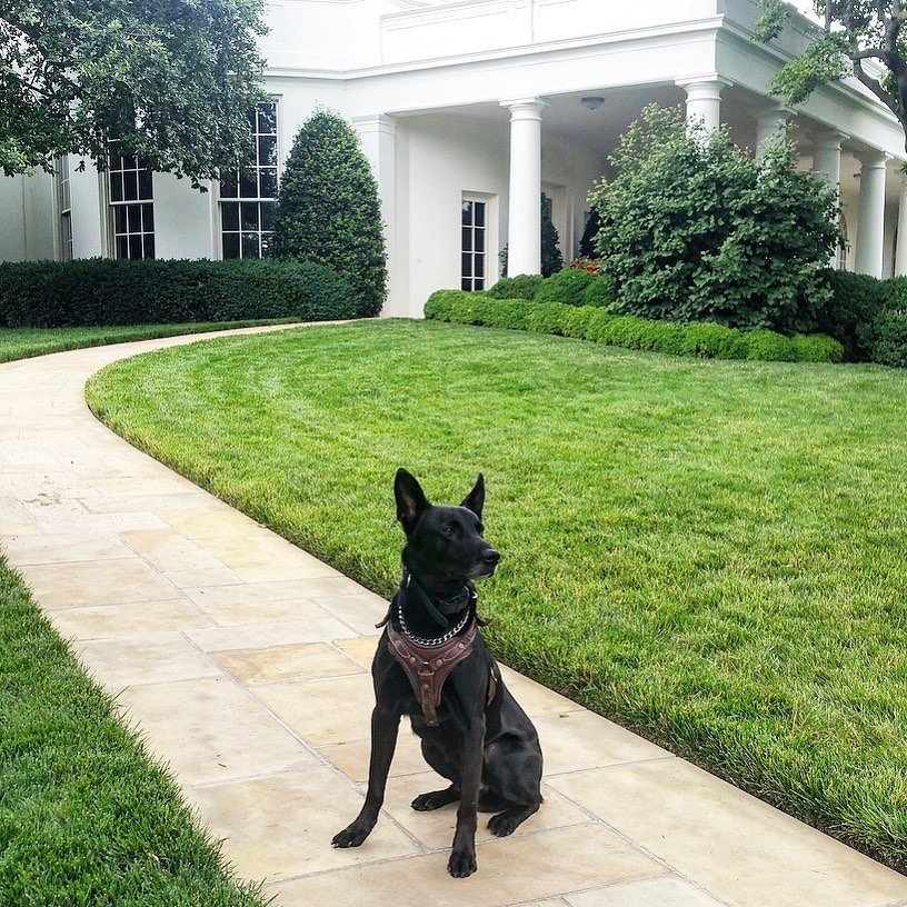 Secret Service Dog Honored For Defending White House From Intruder ...