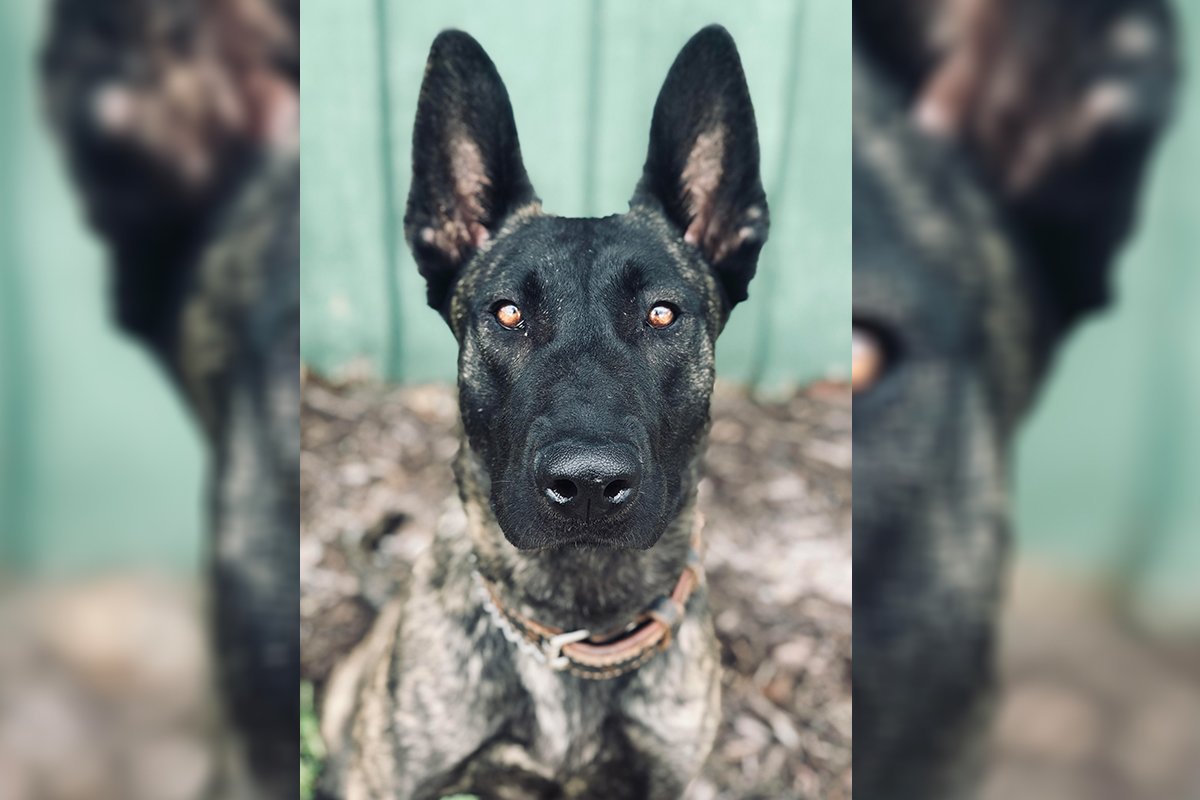Duluth Police K-9 Luna Killed Trying To Apprehend Felony Suspect ...