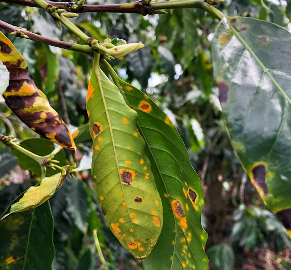 Coffee Leaf Rust Has Spread to All Major Hawaiian Islands | Coffee or Die