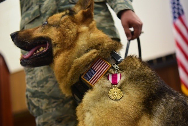 Mission K9 Rescue is Finding Homes for Heroic Dogs | Coffee or Die