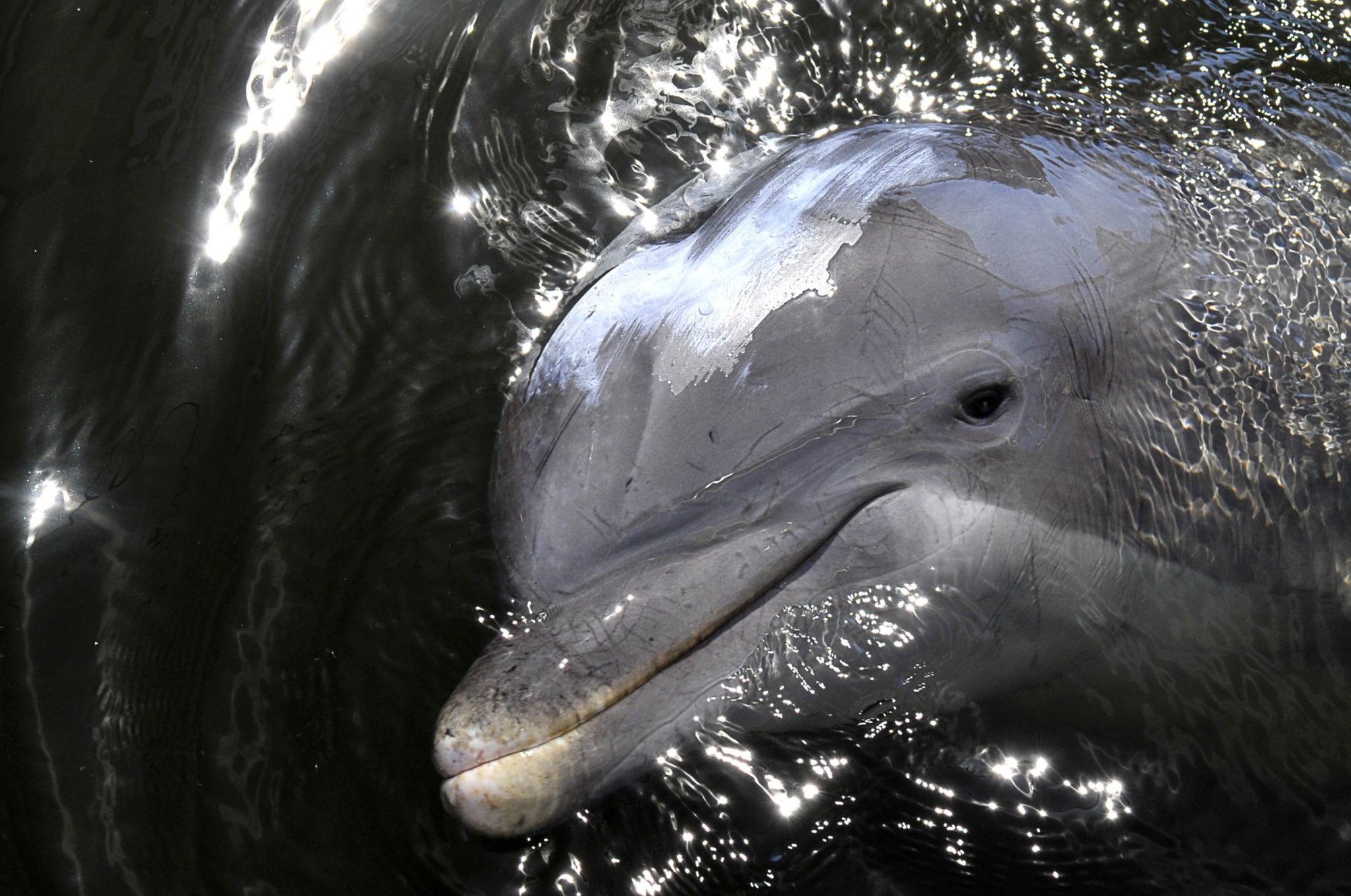 5 Ways Ukraine Could Counter the Russian Navy’s Deadly Dolphins ...
