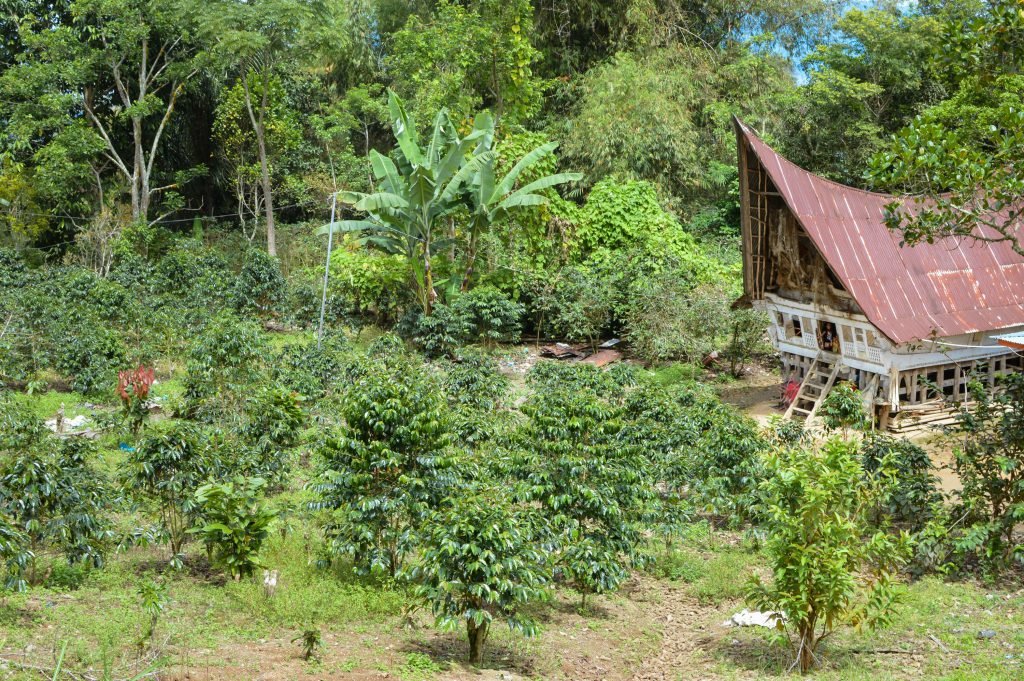 What Is So Special About Coffee from the Indonesian Island of Sumatra ...