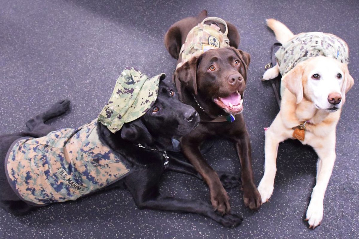 These 5 VA Facilities Will Start Service Dog Programs for Veterans With ...