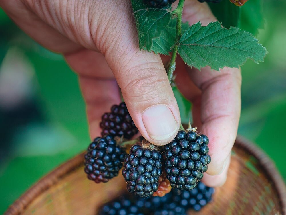 Growing Your Own Bare Root Cane Berries – January 25, 2025 – Wilco Farm ...