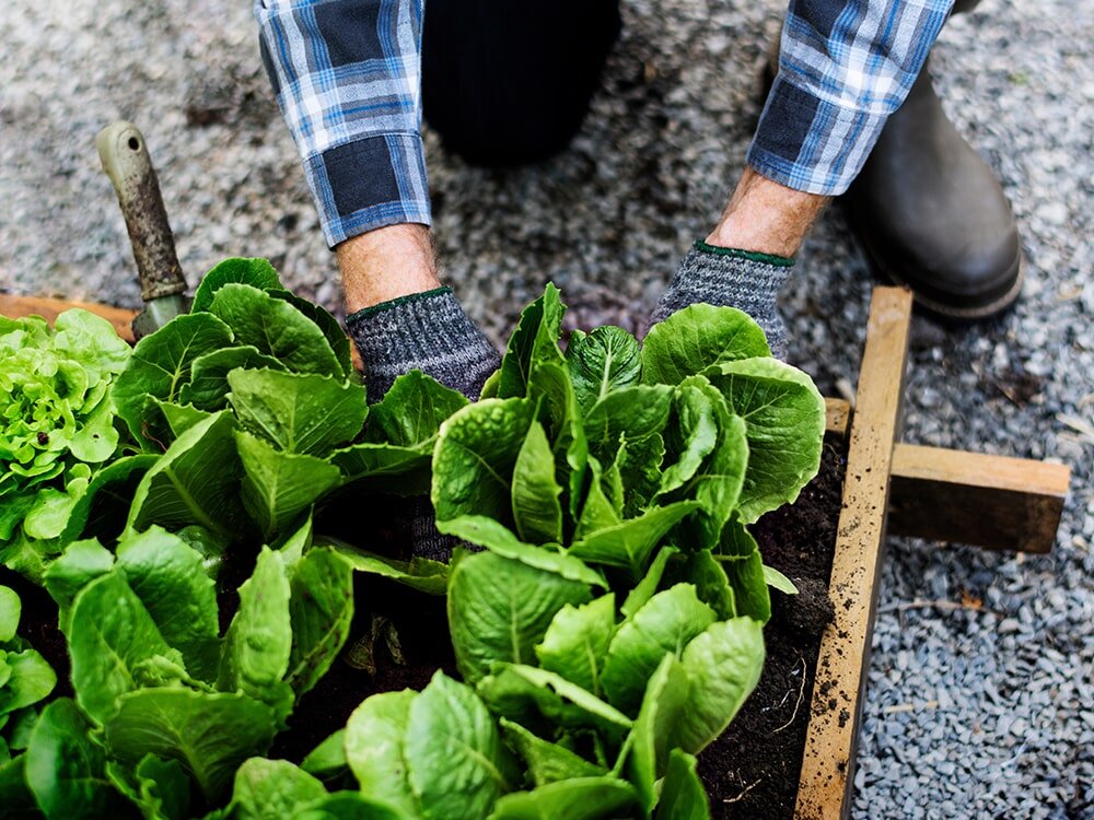Veggie Garden Pest Control with Mike Darcy – February 19, 2024 – Wilco ...
