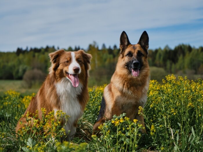 Top Herding Dogs Unleashed: Finding Your Perfect Farmhand – June 28 ...